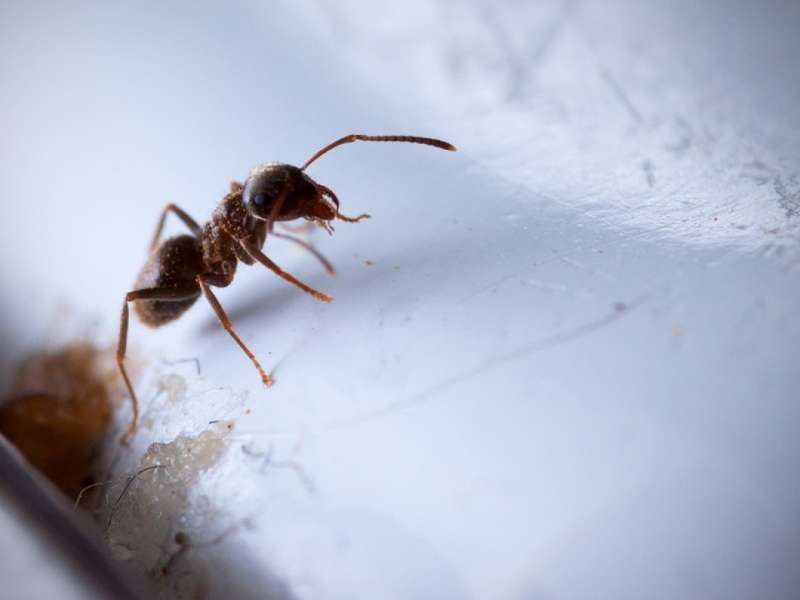 Bug Control in Leroy Alabama